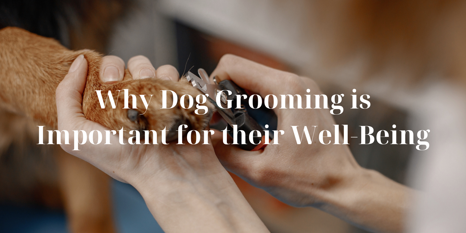 Why Dog Grooming is Essential for Your Dog's Well-Being – Fluffology