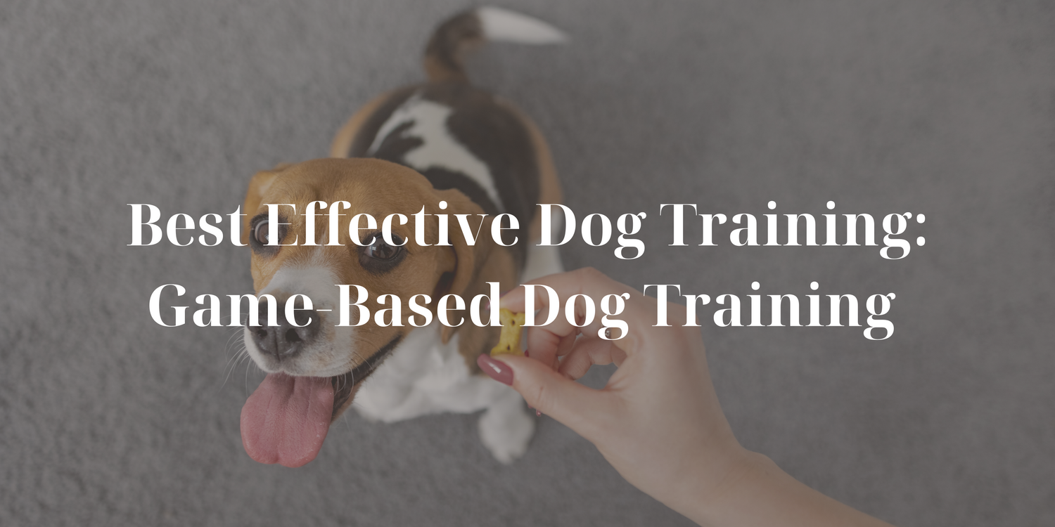 Best Effective Dog Training: Game-Based Dog Training – Fluffology